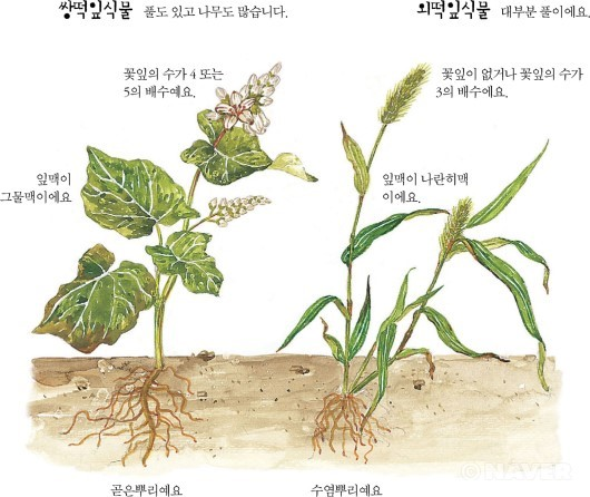 쌍떡잎 식물과 외떡잎 식물 비교정보 네이버 블로그