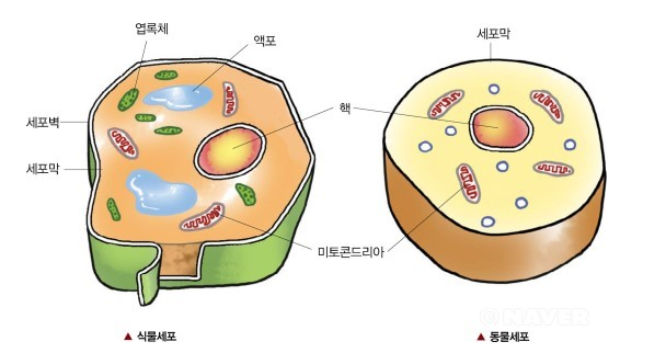 현미경 표본만들기 양파표피세포 And 구강상피세포 관찰 네이버 블로그