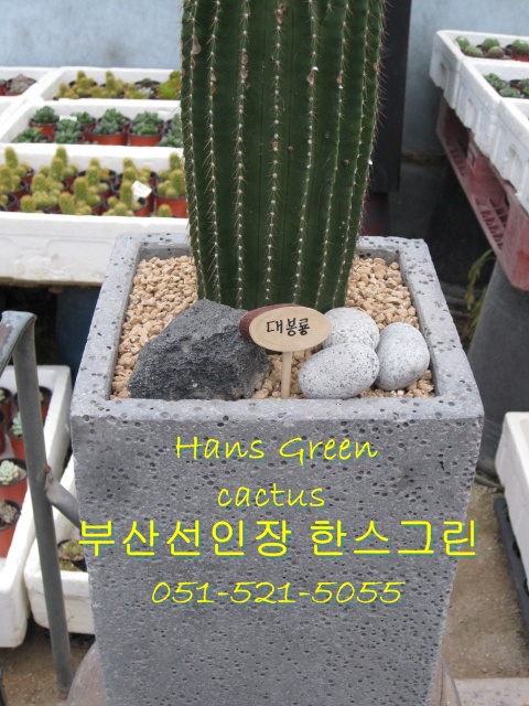 부산자이언트선인장 파는곳 키큰선인장 대형선인장 밍크선인장 해운대선인장 부산용심목 그린인테리어 네이버 블로그