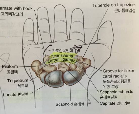 Joint 上肢 3 손목wrist관절의 구조와 기능에 대한 이해 네이버 블로그