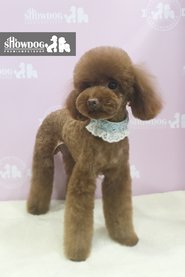 푸들 미용 종류 푸들 썸머컷 푸들 테디베어컷 김포 장기동 푸들 가위컷 전문 더쇼독 네이버 블로그