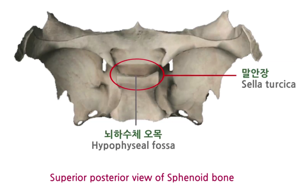 인체해부학 뇌머리뼈와 코결굴 쉽게파헤치기 네이버 블로그