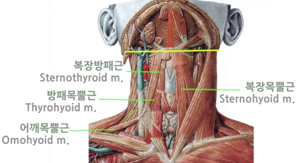 인체해부학 얼굴근육 표정근육저작근육 쉽게 파헤치기 네이버 블로그
