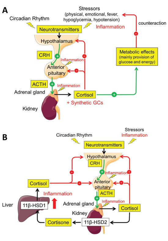 스트레스에 대응하는 Hypothalamic Pituitary Adrenal Hpa Axis 네이버 블로그