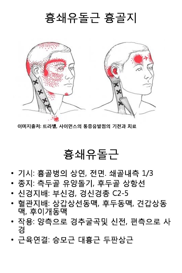 대전 두통 한의원 유성 두통 한의원 정수리 부위 통증 두정부위 두통 가운데 머리 통증 백회혈 통증 네이버 블로그