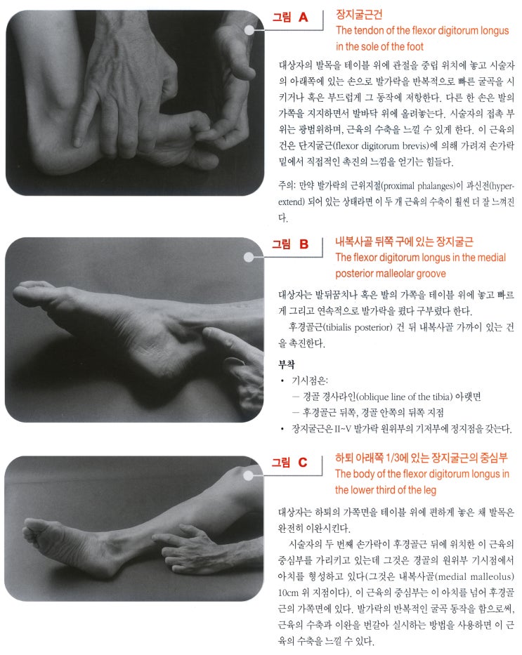 Extensor Hallucis Longus Palpation