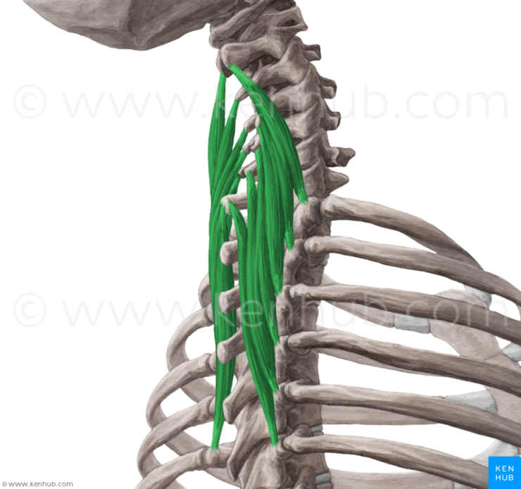 두반극근, 경반극근, 두최장근 - Semispinalis capitis, Cervicis, Longissimus capitis ...